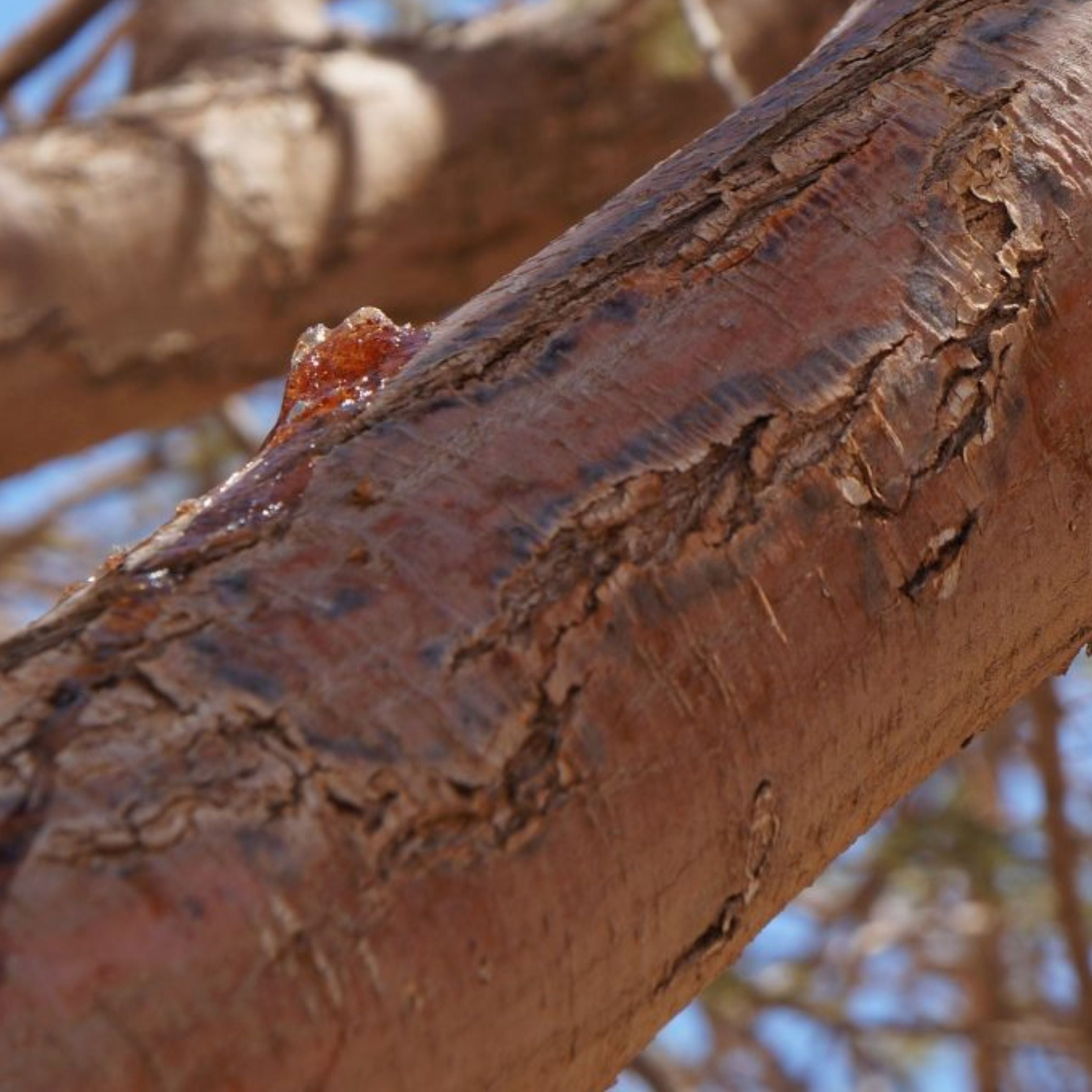 Acacia Fibre: Slow, Soluble, and Structurally Useful – The Gut Tailor